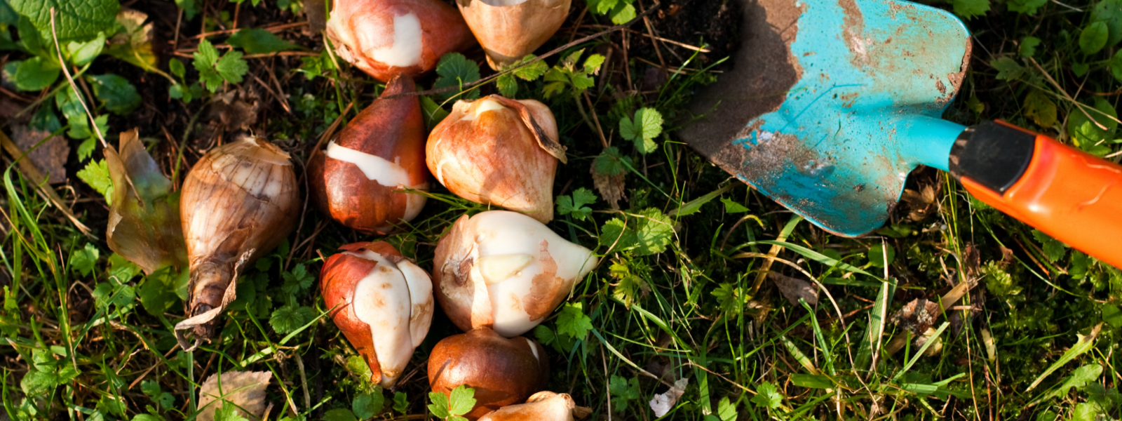 Seed & Bulbs at Horticentre - Horticentre - Your Family Run Garden ...