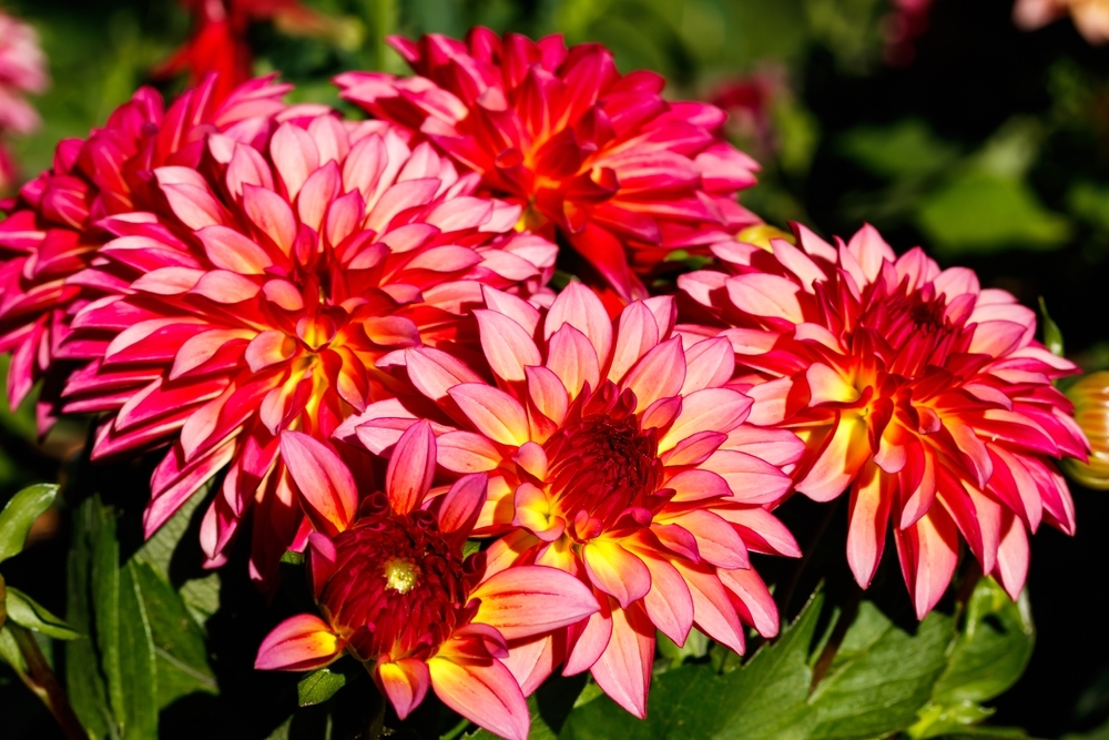 15 garden tips for August - Horticentre - Your Family Run Garden Centre ...