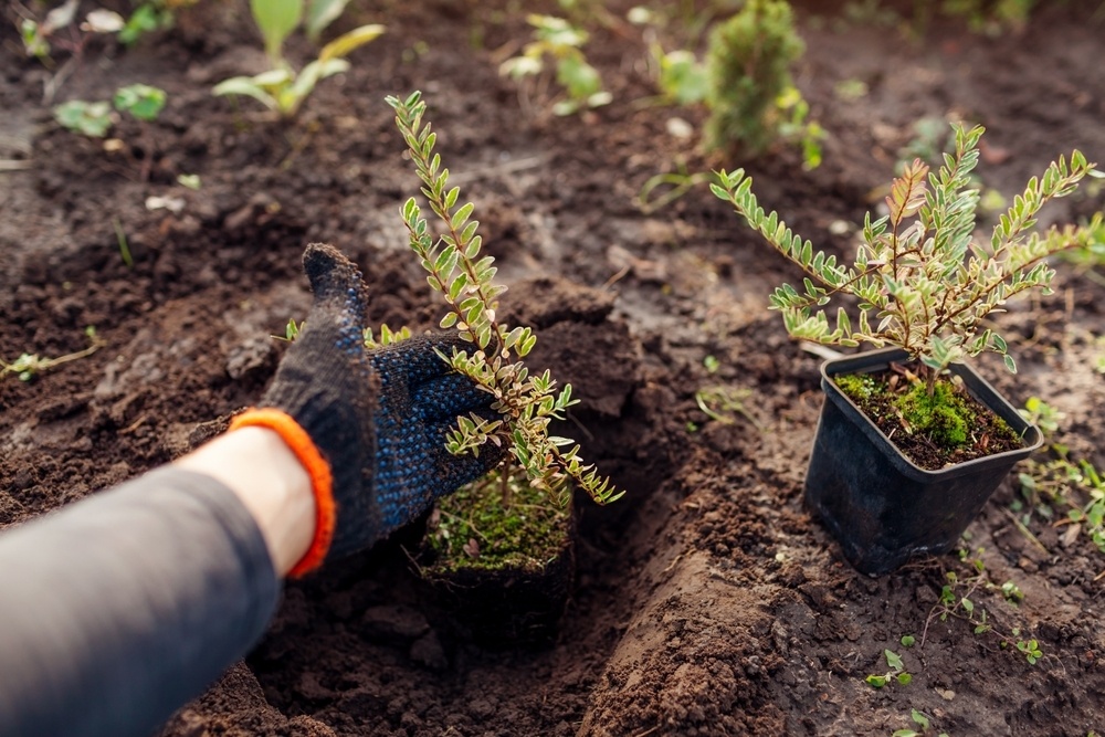 15 garden tips for October - Horticentre - Your Family Run Garden ...
