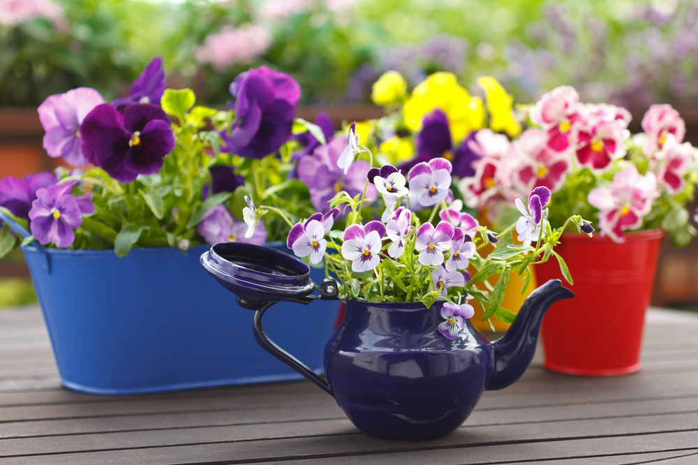 6 fantastic plants for spring pots - Horticentre - Your Family Run ...