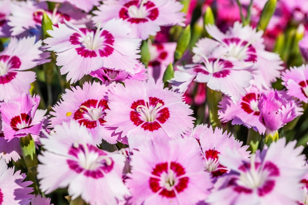7 beautiful biennials to sow - Horticentre - Your Family Run Garden ...