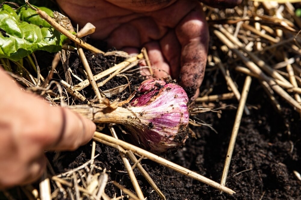 Garlic: how to plant and grow - Horticentre - Your Family Run Garden ...