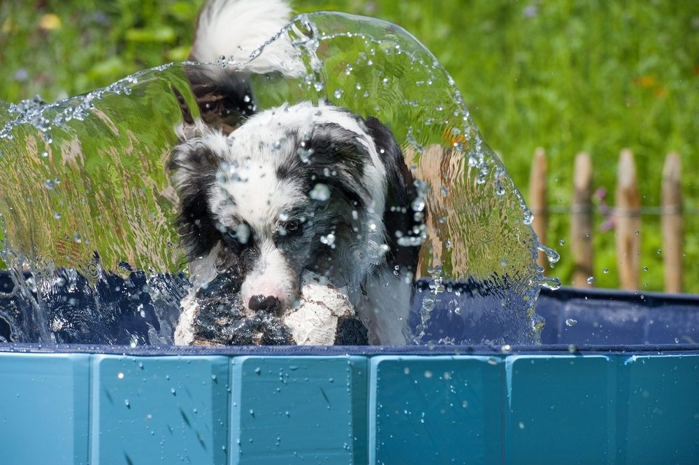 Keeping animals cool in heat - Horticentre - Your Family Run Garden ...
