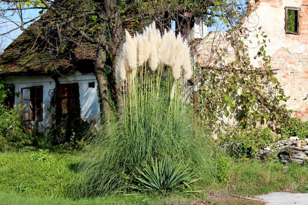 Top 5 tall grass varieties - Horticentre - Your Family Run Garden ...