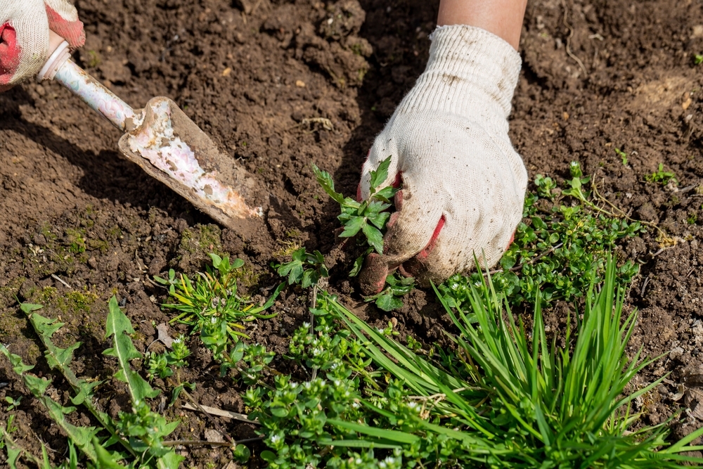 Top 5 tips to get rid of weeds - Horticentre - Your Family Run Garden ...