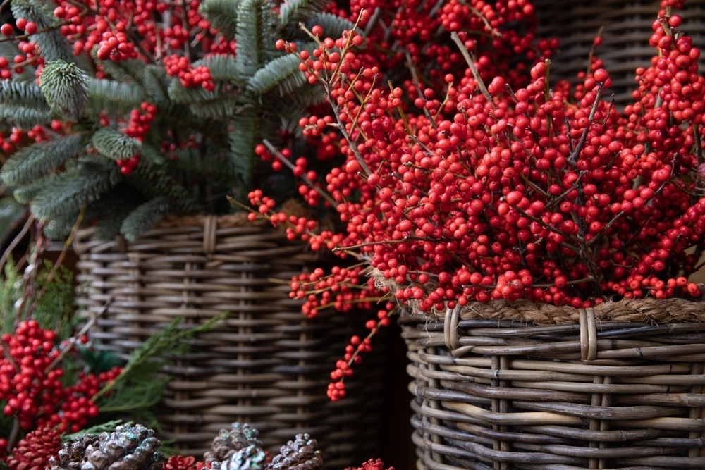 Top five winter-interest plants for your garden and balcony ...