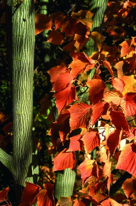 Acer Capillipes - Horticentre - Your Family Run Garden Centre in ...