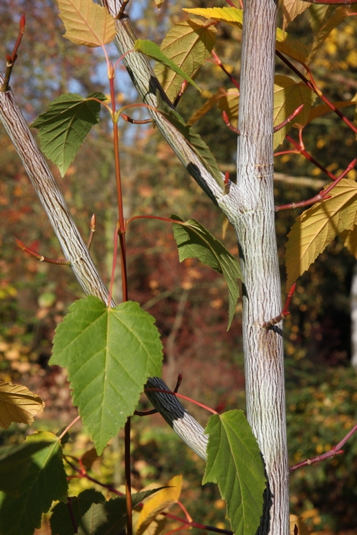 Acer Davidii Viper - Horticentre - Your Family Run Garden Centre in ...