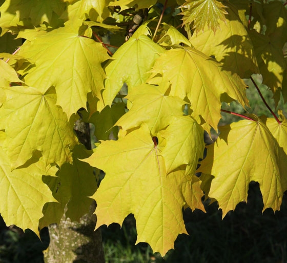 Acer Platanoides Princeton Gold - Horticentre - Your Family Run Garden ...