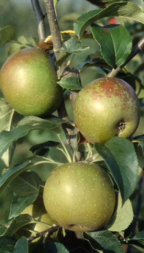 Apple Egremont Russet Bush M9 - Horticentre - Your Family Run Garden ...
