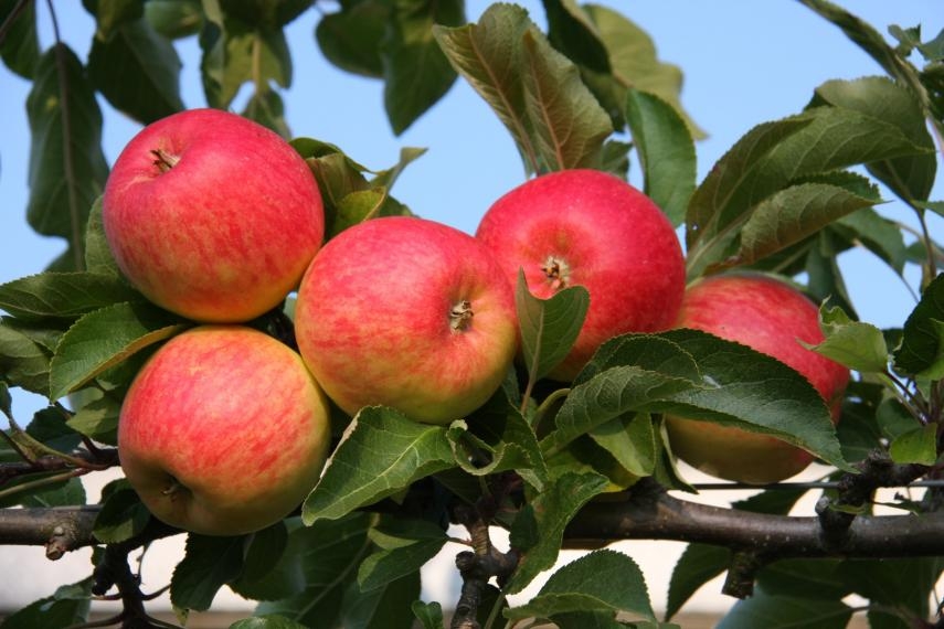 Apple Red Falstaff M9 Knip - Horticentre - Your Family Run Garden ...