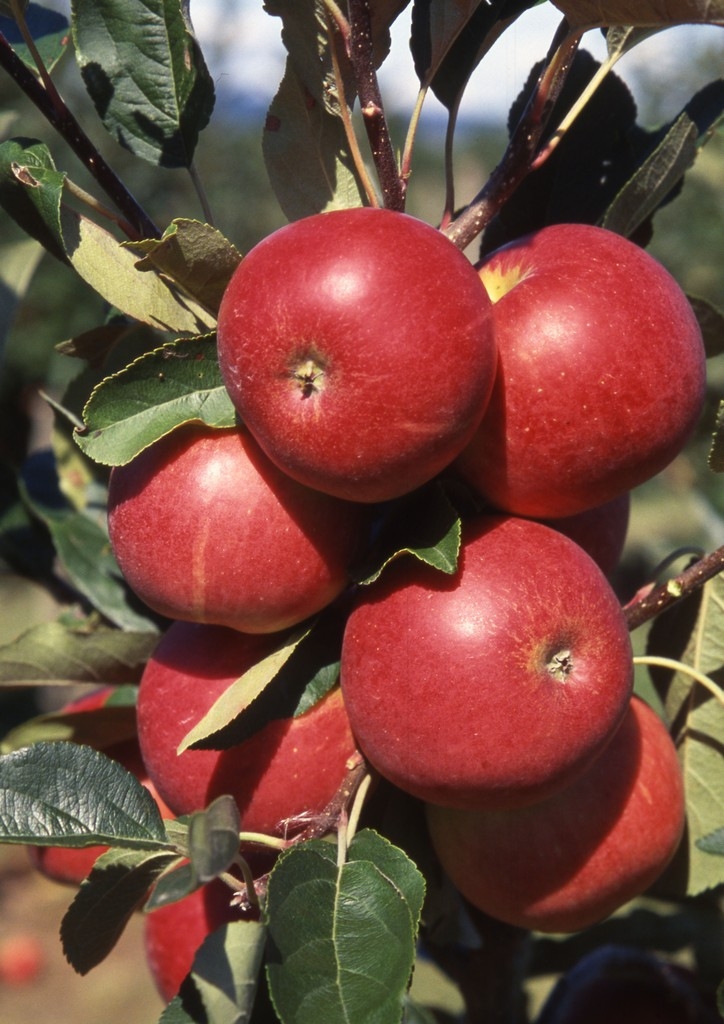 Apple Scrumptious Bush M26 - Horticentre - Your Family Run Garden ...