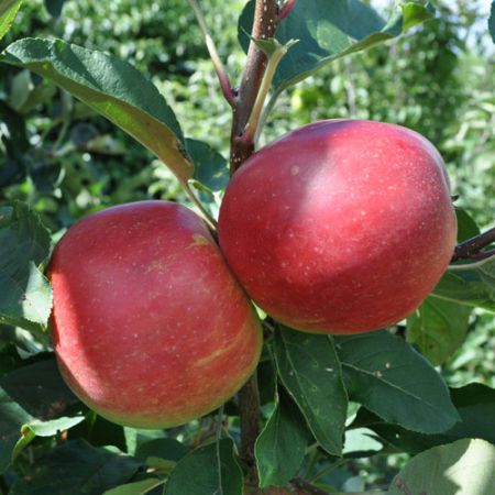 Apple Scrumptious Espalier Mm106 - Horticentre - Your Family Run Garden ...