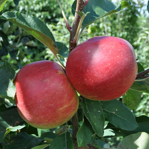 Apple Scrumptious Espalier Mm106 - Horticentre - Your Family Run Garden ...