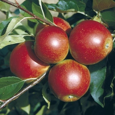 Apple Scrumptious Run-Thru M116 - Horticentre - Your Family Run Garden ...