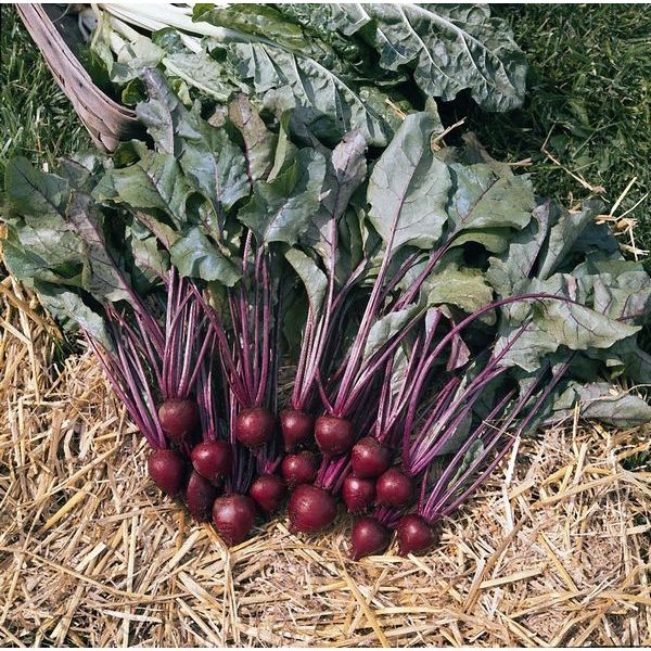 Beetroot Pablo F1 Kings Seeds - Horticentre - Your Family Run Garden ...