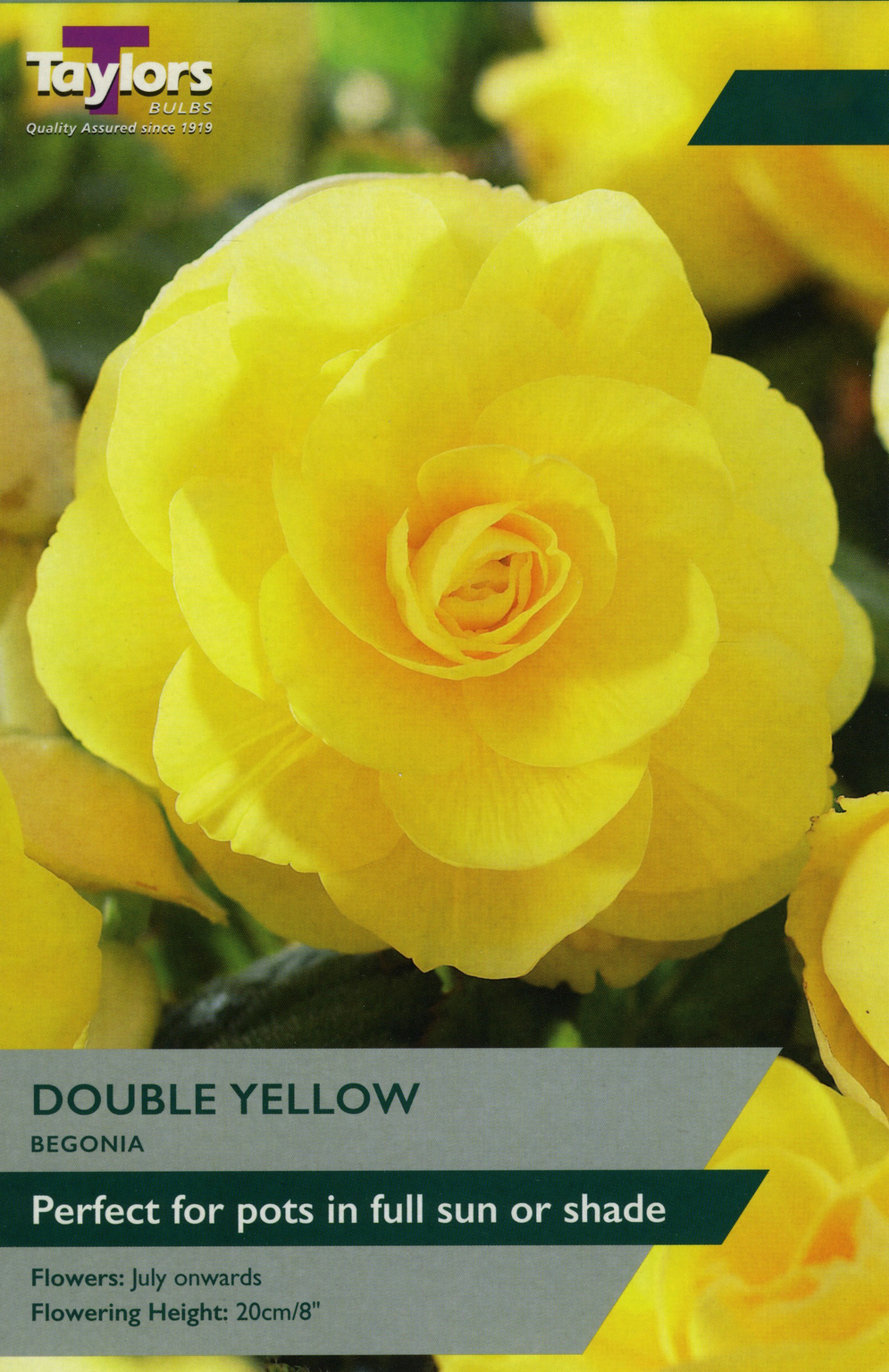 Begonia Double Yellow - 3 Bulb Pack - Horticentre - Your Family Run ...