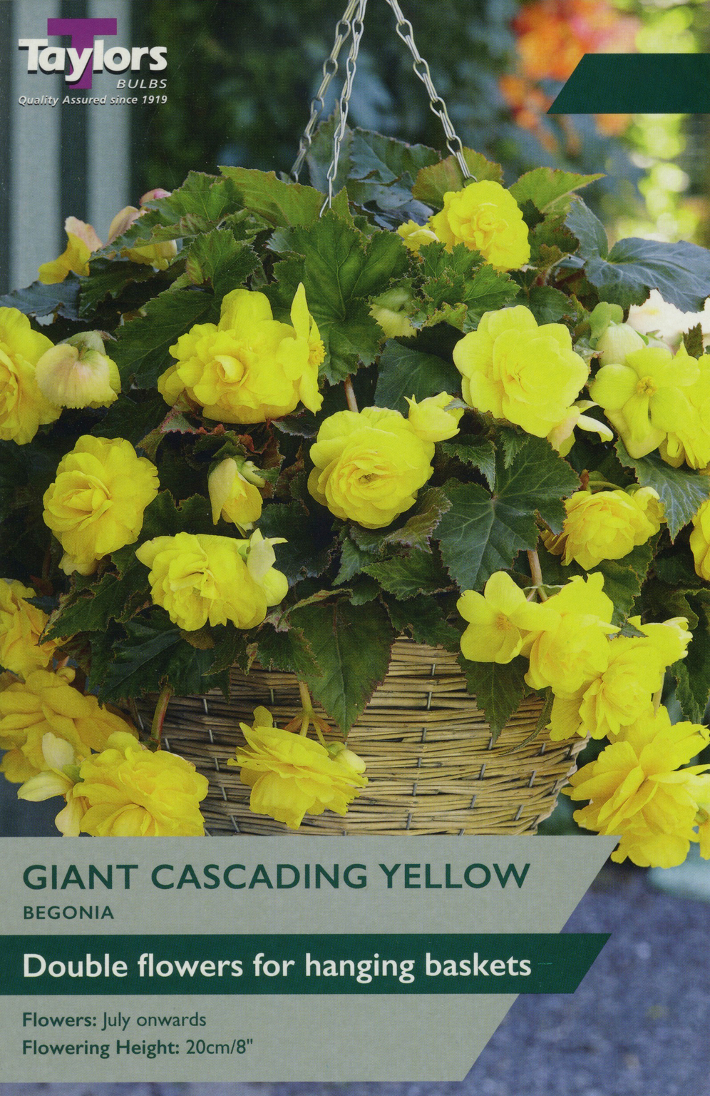 Begonia Giant Cascading Yellow 3 Bulb Pack - Horticentre - Your Family ...