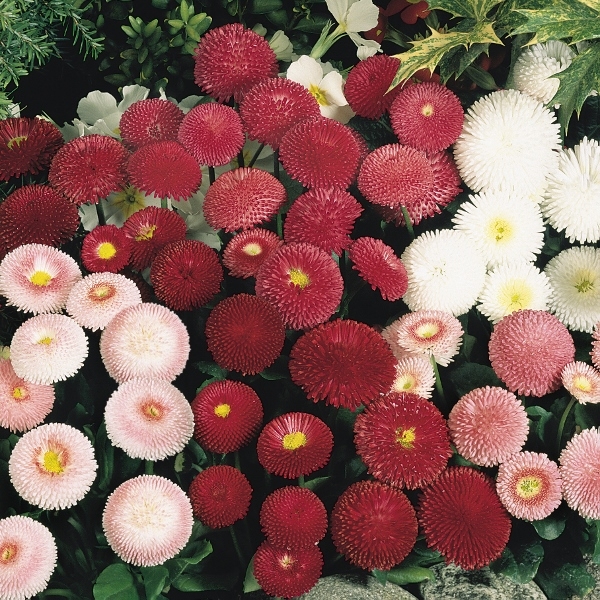 Bellis Perennis Tasso Mixed Kings Seeds - Horticentre - Your Family Run ...