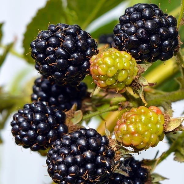 Blackberry Bedford Giant - Horticentre - Your Family Run Garden Centre ...