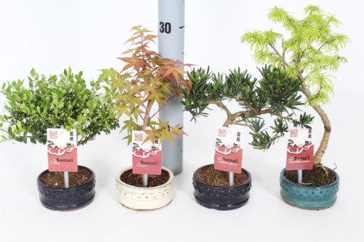Bonsai Mix Outdoor P12 - Our Selection - Horticentre - Your Family Run ...