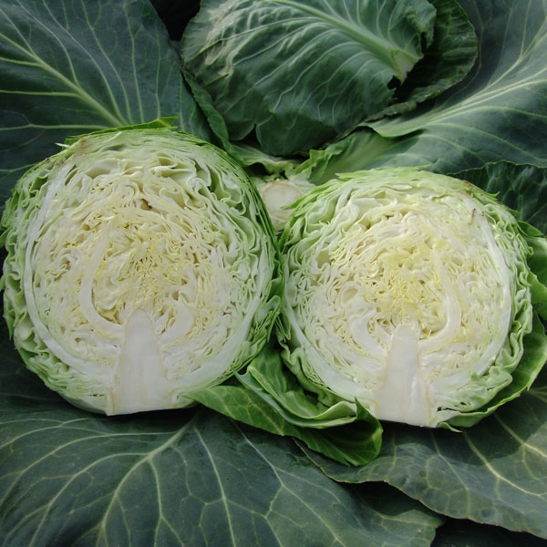 Cabbage Kalibro F1 Kings Seeds - Horticentre - Your Family Run Garden ...