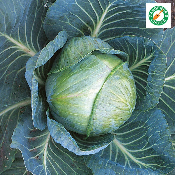 Cabbage Stonehead F1 Kings Seeds - Horticentre - Your Family Run Garden ...