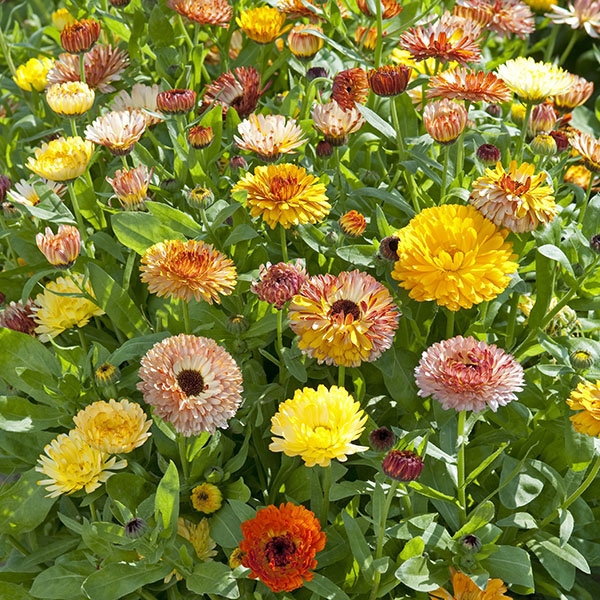 Calendula Playtime Mix- Kings Seeds - Horticentre - Your Family Run ...