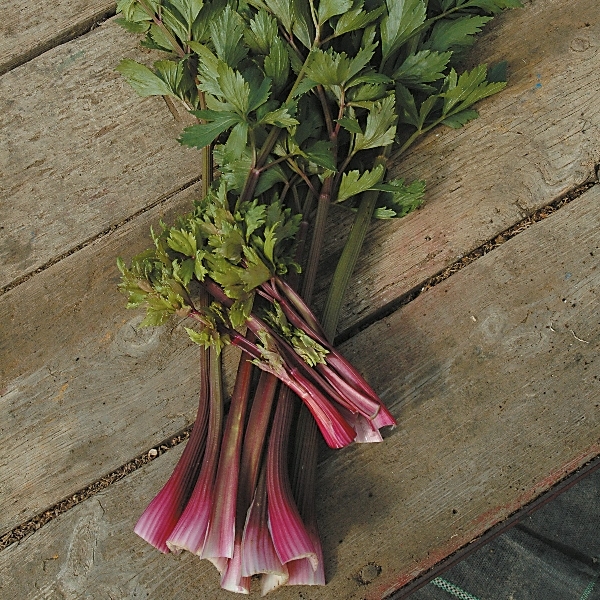 Celery Giant Red Kings Seeds - Horticentre - Your Family Run Garden ...
