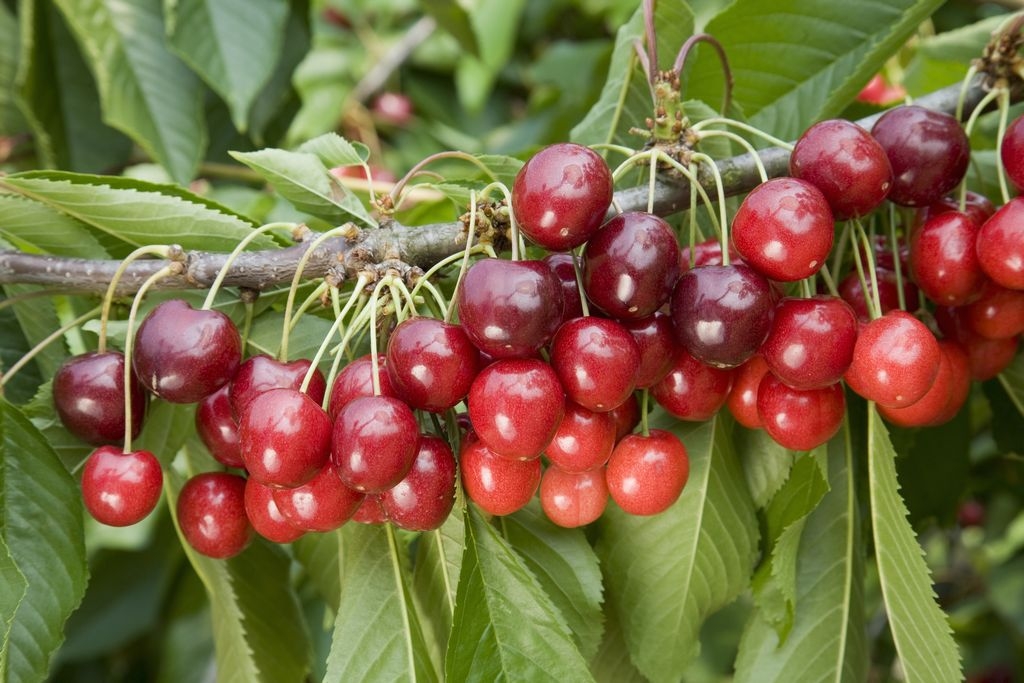 Cherry Stella Colt - Horticentre - Your Family Run Garden Centre in ...