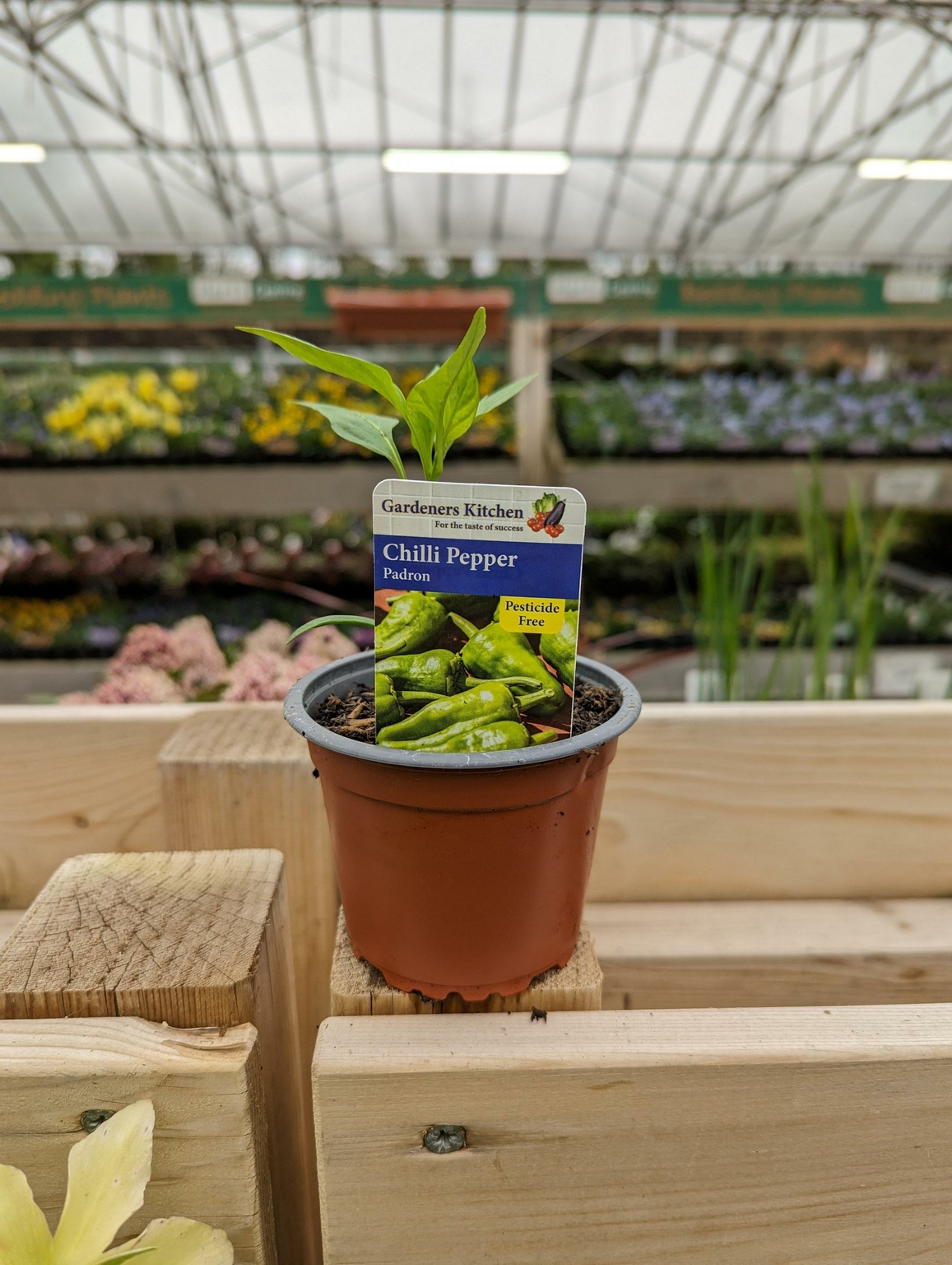 Chilli Pepper Padron - Horticentre - Your Family Run Garden Centre in ...