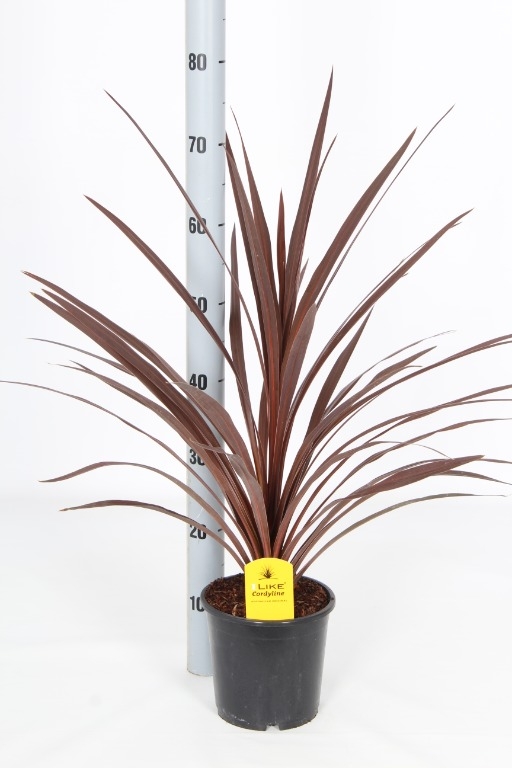 Cordyline Australis Red Star C2 Pot C.70 - Horticentre - Your Family ...
