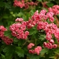 Crataegus Rosea Flore Plena Hawthorn - Horticentre - Your Family Run ...