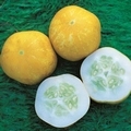 Cucumber Crystal Lemon Kings Seeds - Horticentre - Your Family Run ...