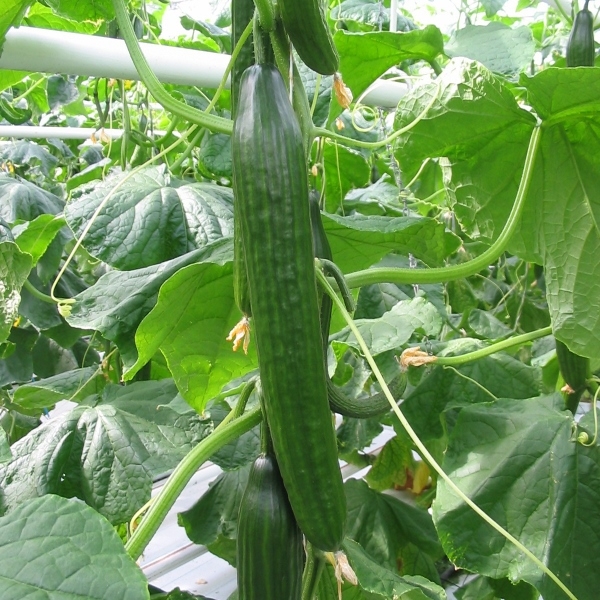 Cucumber Femspot F1 Seed Packet - Horticentre - Your Family Run Garden ...