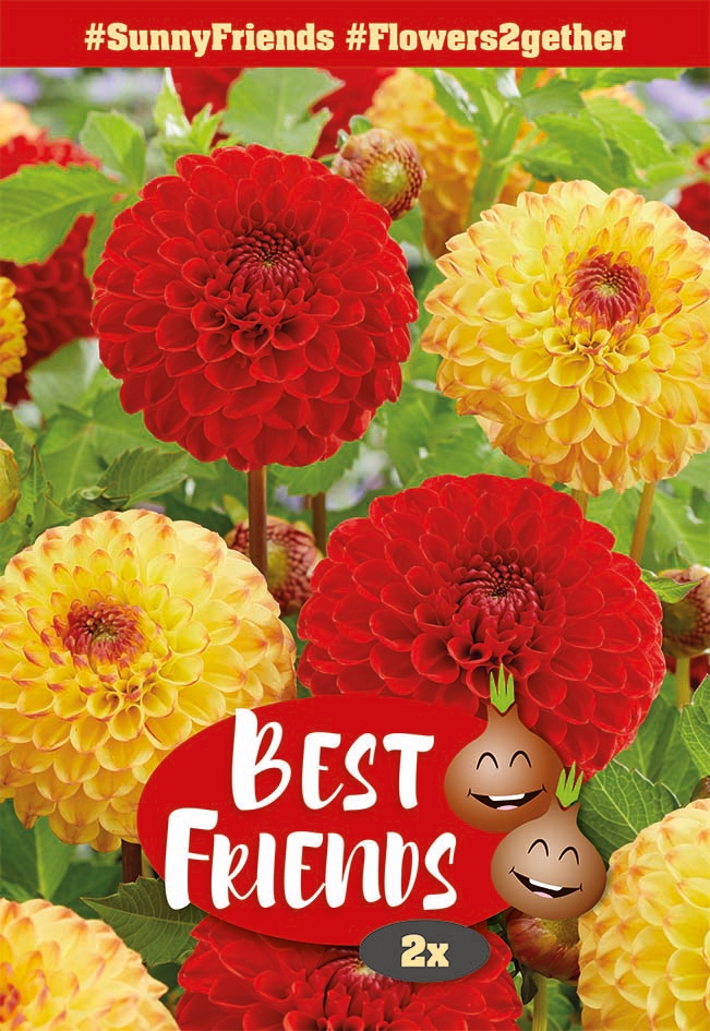 Dahlia Sunny Friends - 2 Bulb Pack - Horticentre - Your Family Run ...