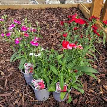 Dianthus Pot 9Cm - Our Selection - Horticentre - Your Family Run Garden ...