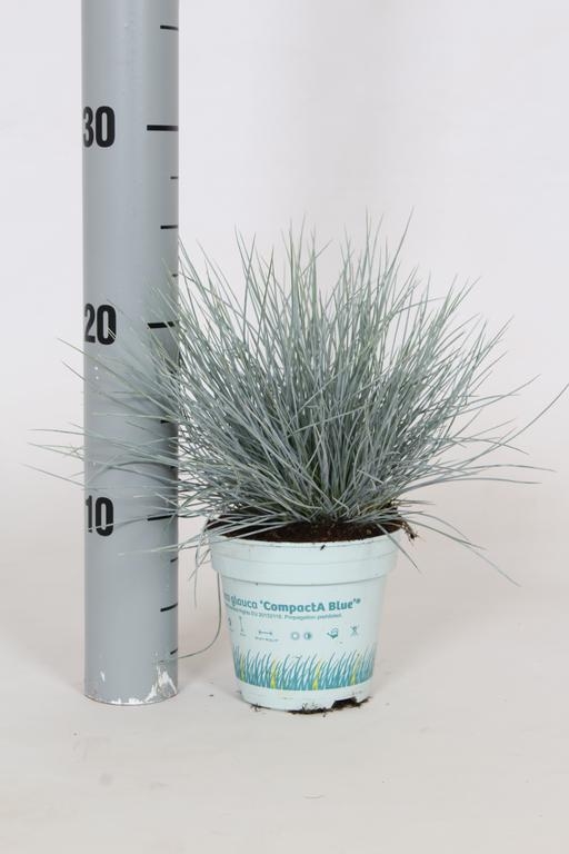 Festuca Glauca Intense Blue 10.5Cm Pot C.35Cm - Horticentre - Your ...