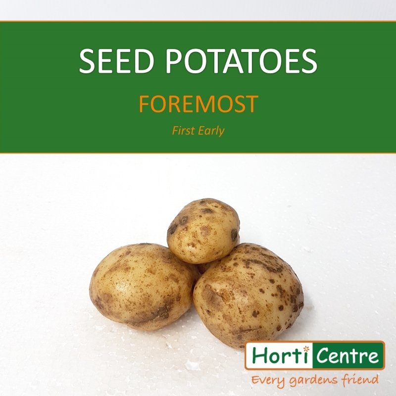 Foremost Scottish Seed Potatoes 20Kg - Horticentre - Your Family Run ...