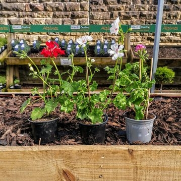 Geranium Trailing 10.5Cm - Our Selection/Colour May Vary - Horticentre ...