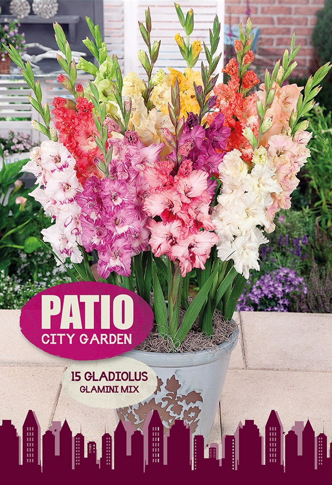 Gladiolus Glamini Mixed - 15 Bulb Pack - Horticentre - Your Family Run ...