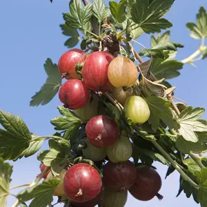 Gooseberry Achilles - Horticentre - Your Family Run Garden Centre in ...