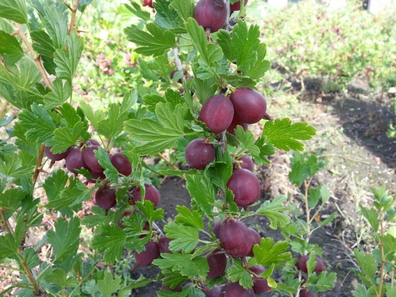 Gooseberry Hinnonmaki Red - Horticentre - Your Family Run Garden Centre ...