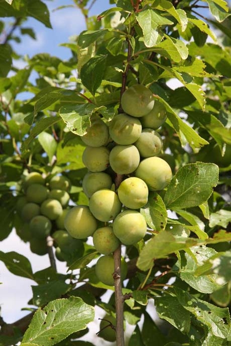 Greengage Old Greengage Vva-1 Dwarf - Horticentre - Your Family Run ...