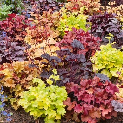 Heuchera In Varieties C2 - Our Selection - Horticentre - Your Family ...