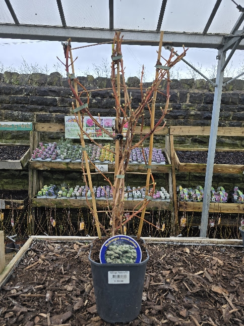 Hydrangea Anomala Petiolaris - 5L with Trellis - Horticentre - Your ...