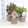 Hypericum Miracle Mix P17 C.35Cm - Horticentre - Your Family Run Garden ...