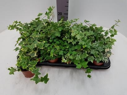 Ivy 9Cm Pot Our Selection - Horticentre - Your Family Run Garden Centre ...