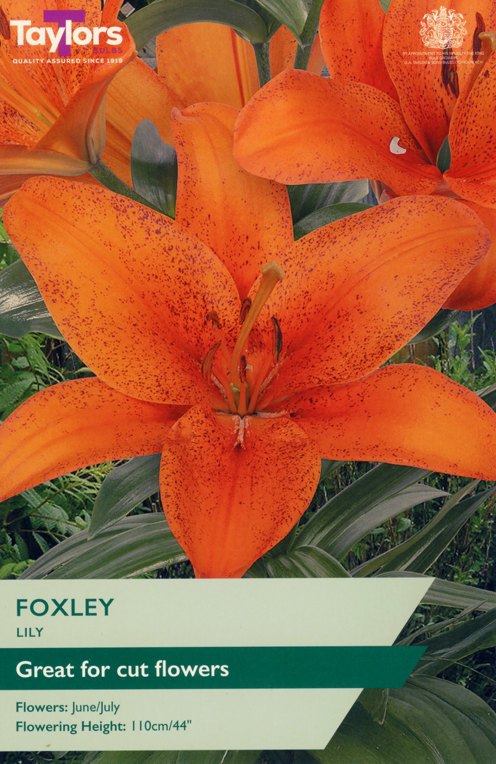 Lily Foxley 2 Bulb Pack - Horticentre - Your Family Run Garden Centre ...