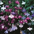 Lobelia Pendula Cascade- Kings Seeds - Horticentre - Your Family Run ...